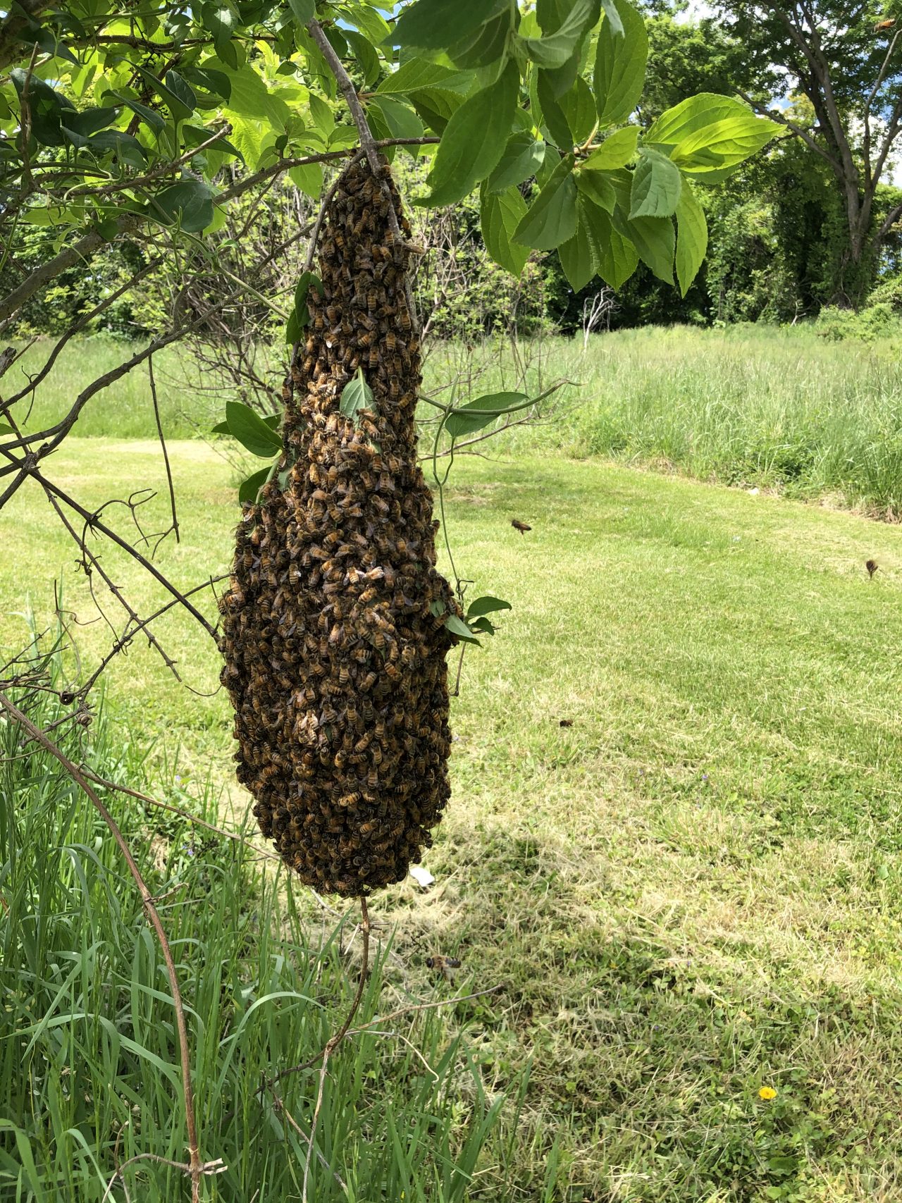 About Bees | Central Maryland Beekeepers Association