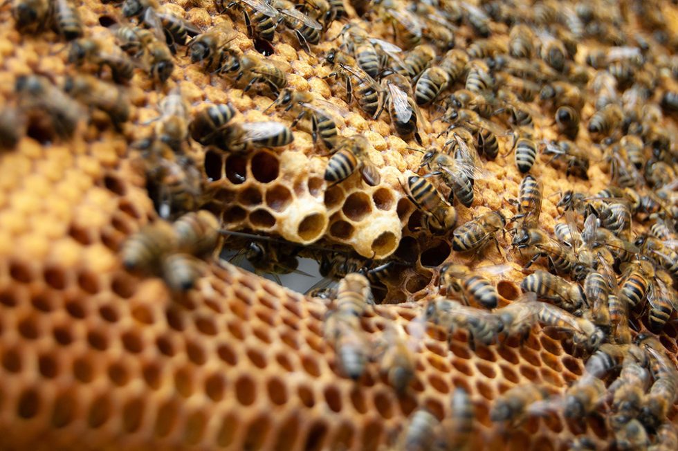 Central Maryland Beekeepers Association | CMBA